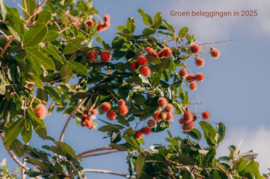 Groen beleggingen in 2025 | OOvB nieuws OOvB